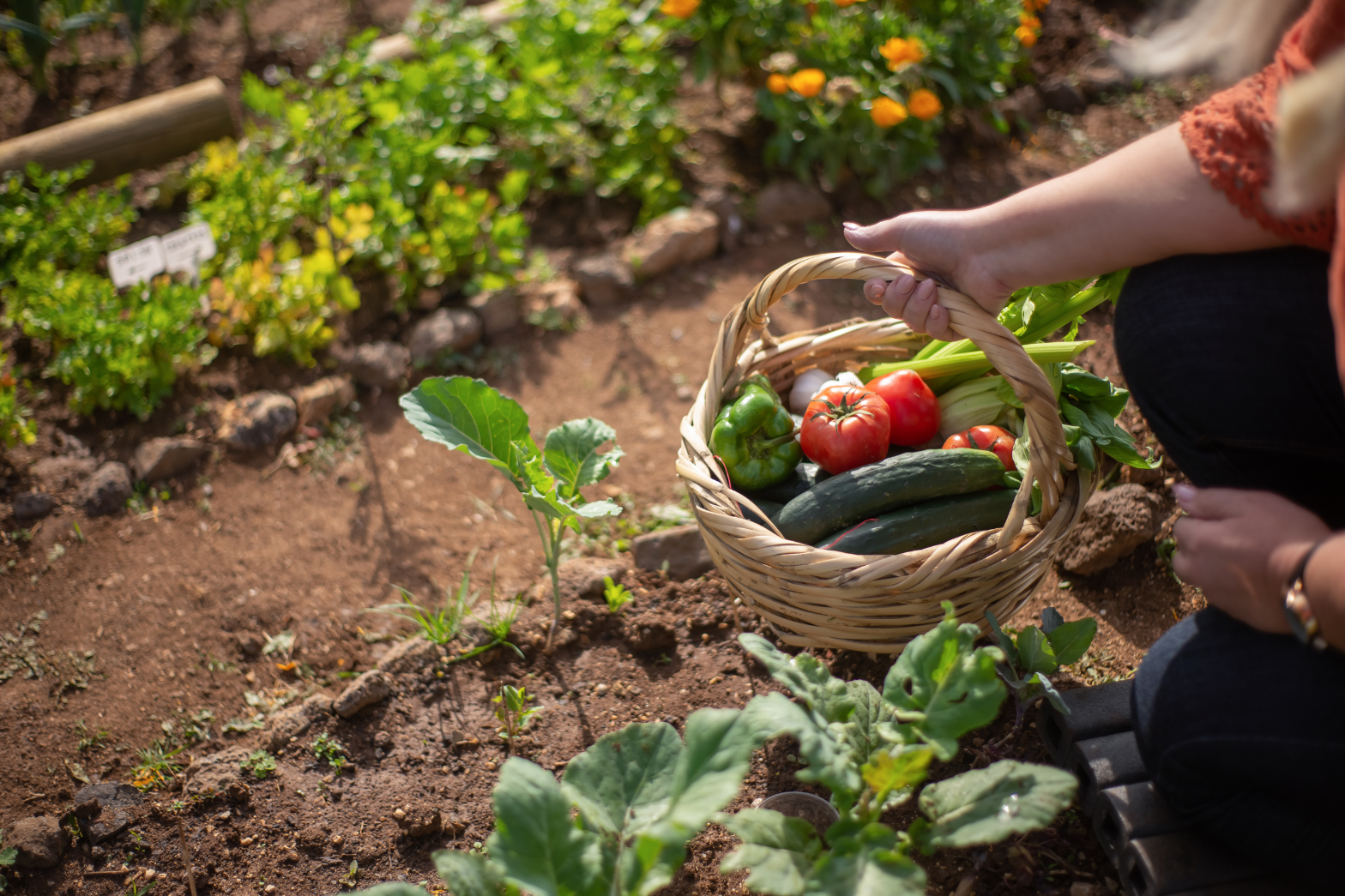 The Beginner's Guide to Starting a Vegetable Garden in Tennessee ...